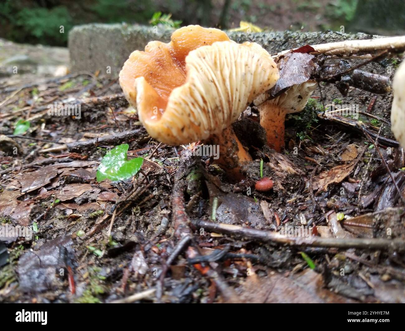 hygrophorus milkcap (Lactifluus hygrophoroides Stock Photo - Alamy