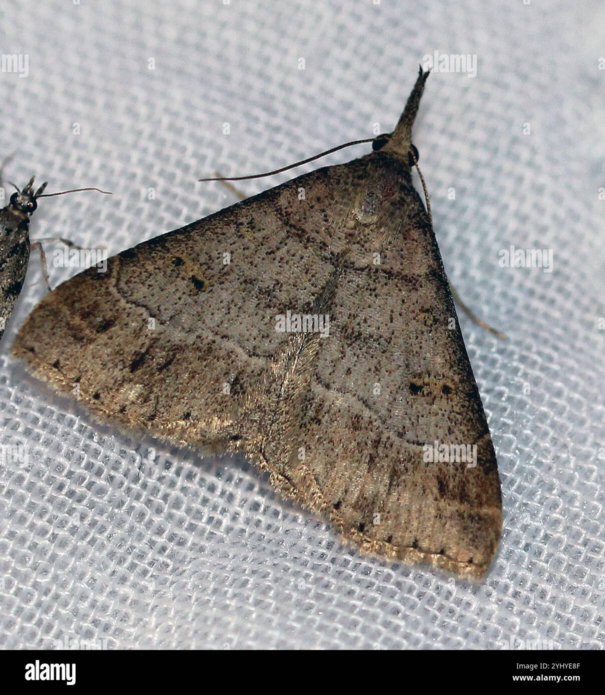 Yellow-spotted Renia Moth (Renia flavipunctalis Stock Photo - Alamy