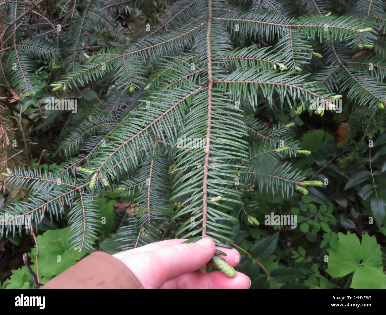 grand fir (Abies grandis Stock Photo - Alamy