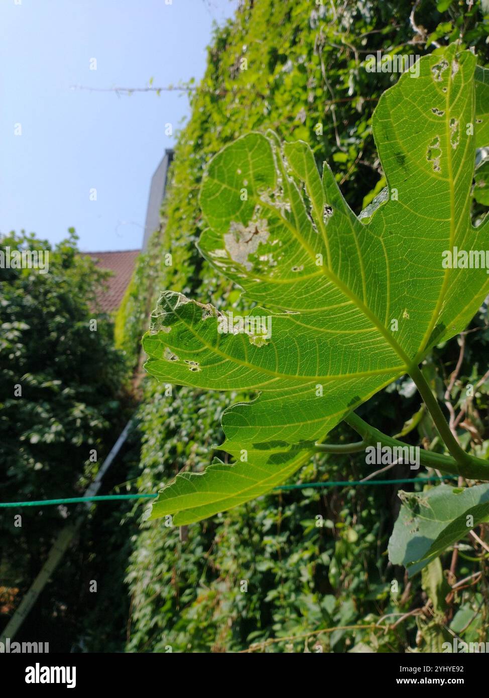 fig-tree skeletonizer moth (Choreutis nemorana Stock Photo - Alamy