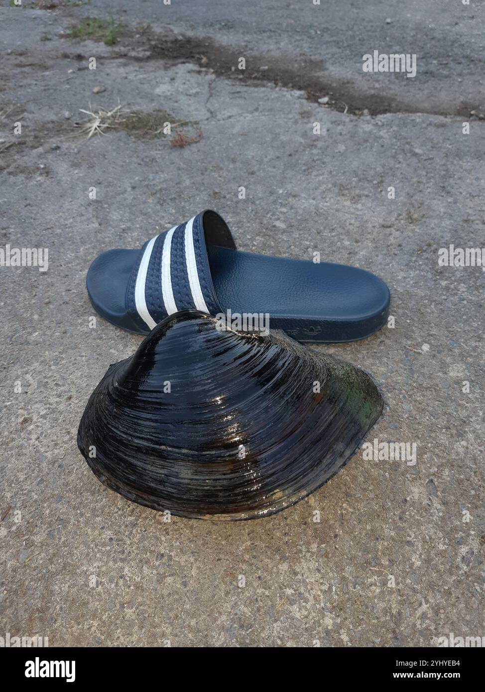 Chinese Pond Mussel (Sinanodonta woodiana Stock Photo - Alamy
