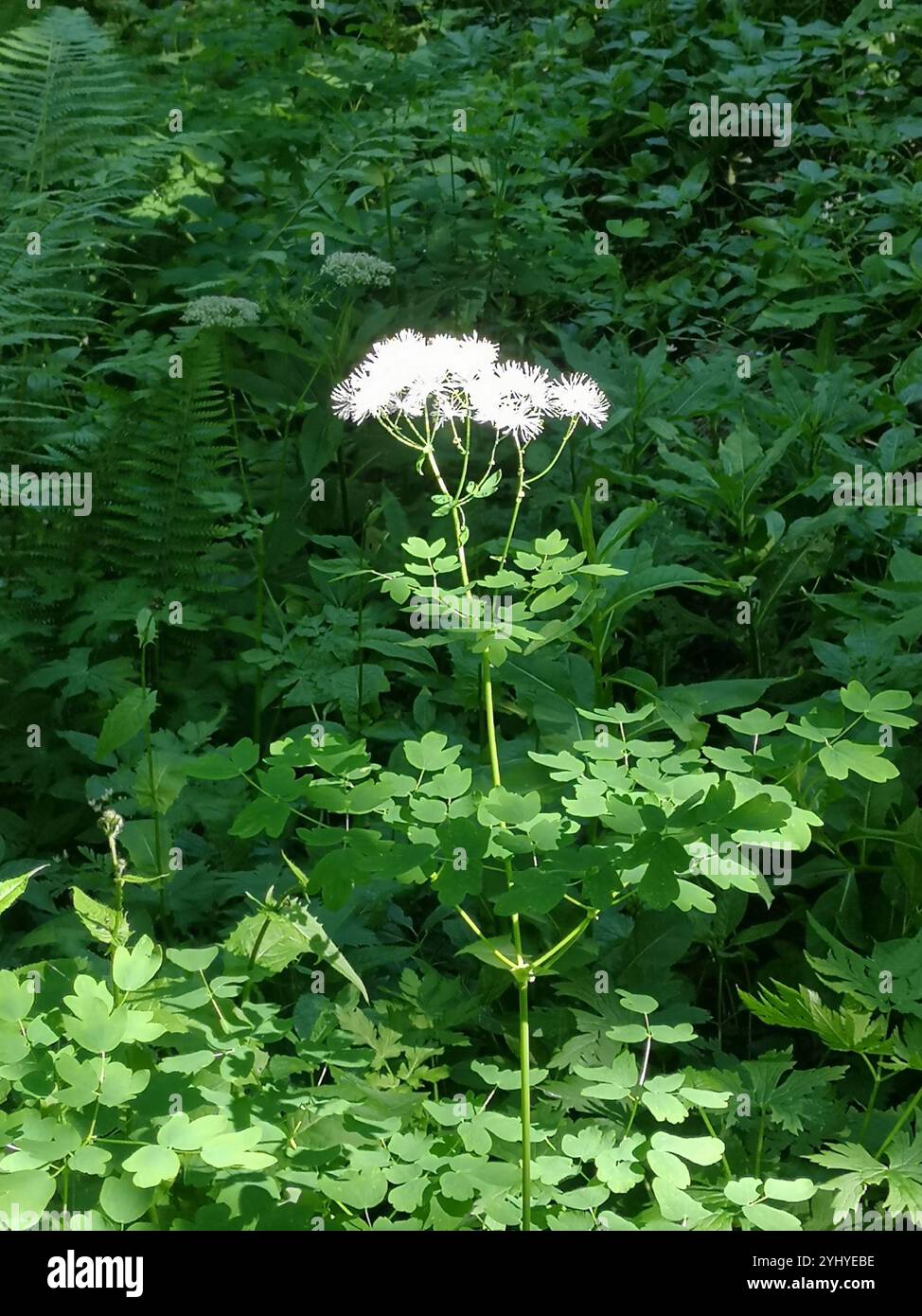 French meadow-rue (Thalictrum aquilegiifolium Stock Photo - Alamy