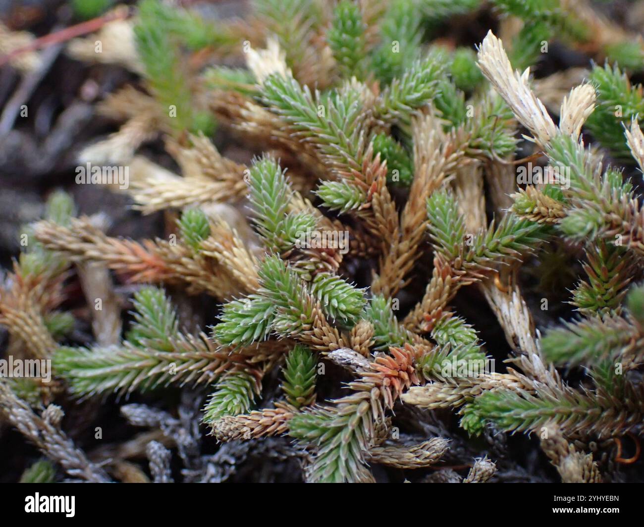 Wallace's spikemoss (Selaginella wallacei Stock Photo - Alamy