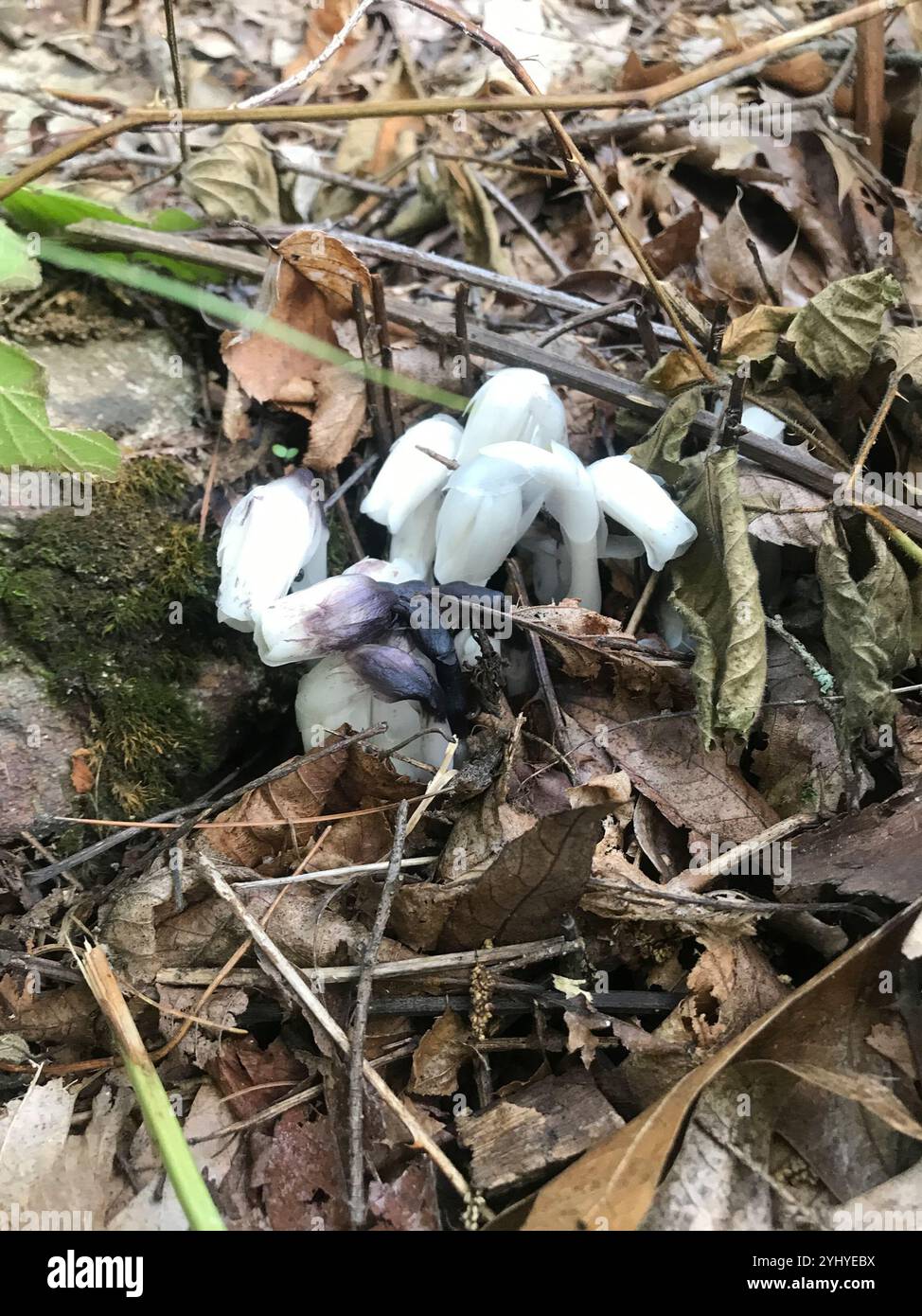 Ghost Pipe (Monotropa uniflora Stock Photo - Alamy