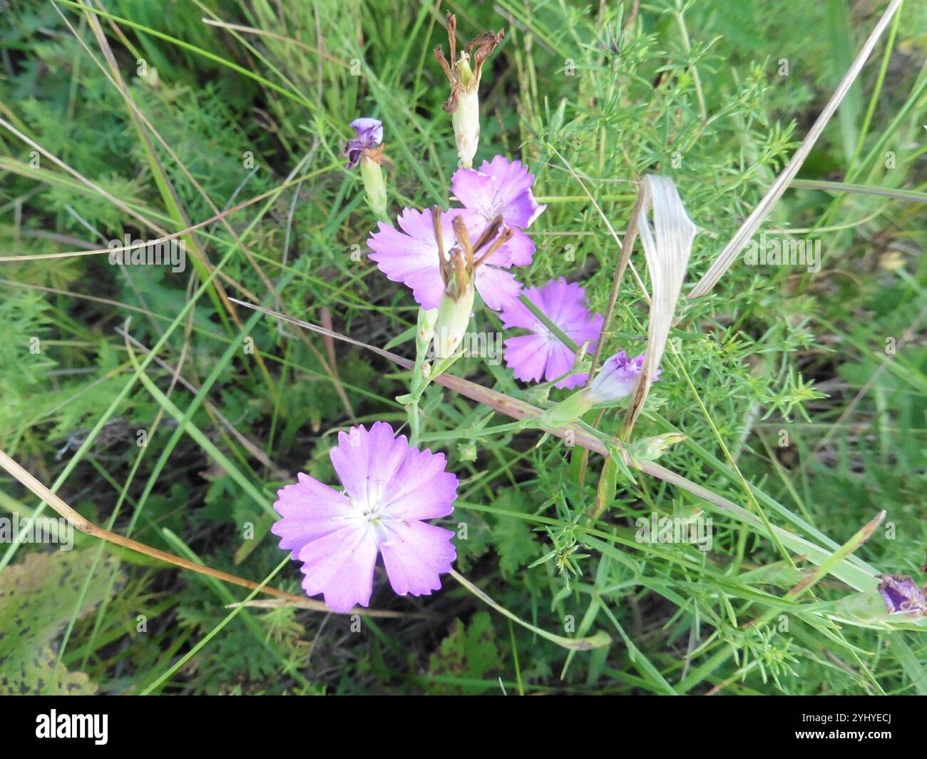 Chinese-pink (Dianthus chinensis Stock Photo - Alamy