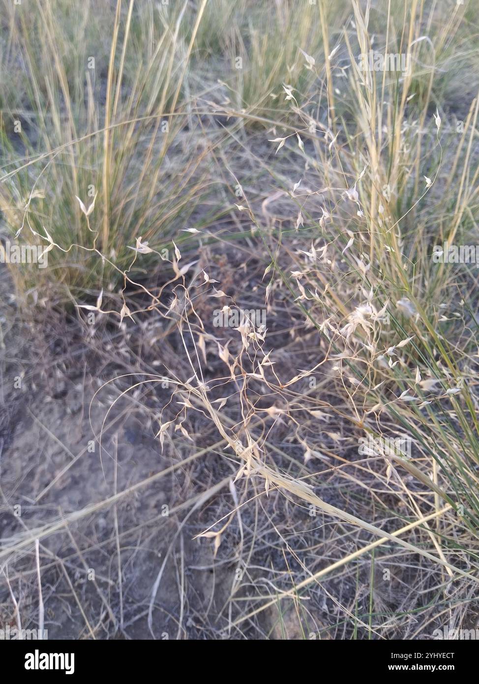 Sand Ricegrass (Eriocoma hymenoides Stock Photo - Alamy