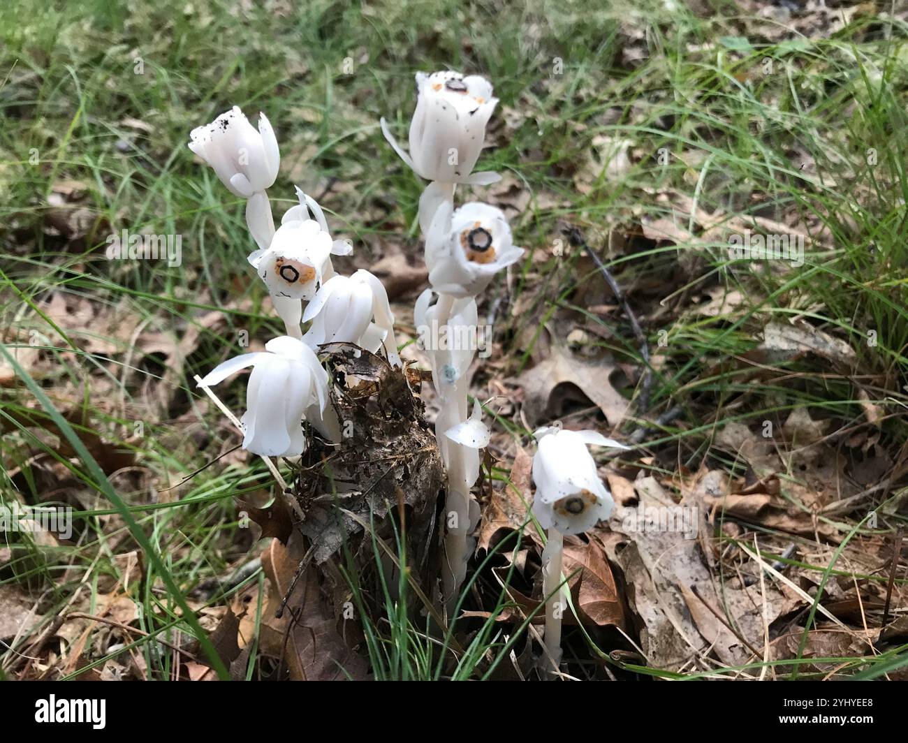 Ghost Pipe (Monotropa uniflora Stock Photo - Alamy