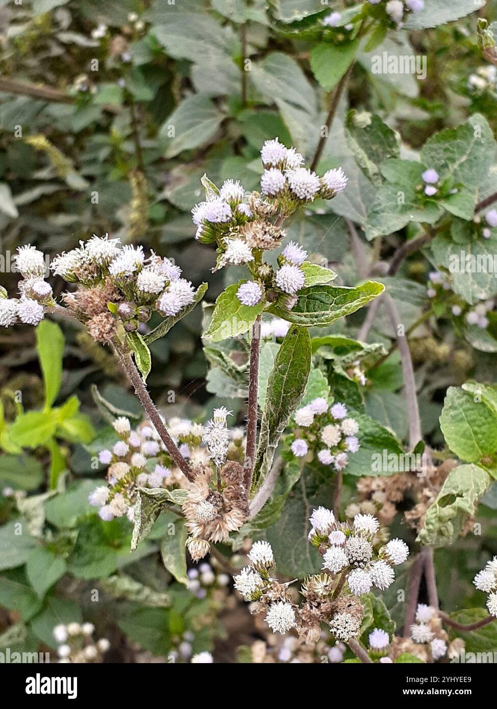billygoat weed (Ageratum conyzoides Stock Photo - Alamy