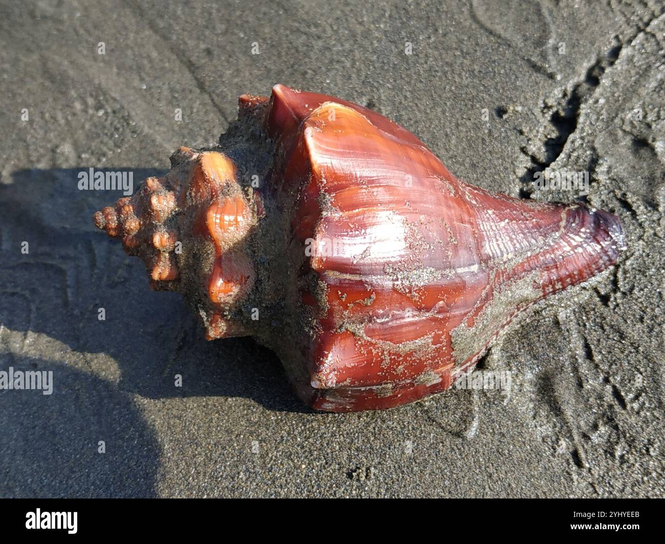 Spiral Melongena (Volegalea cochlidium Stock Photo - Alamy