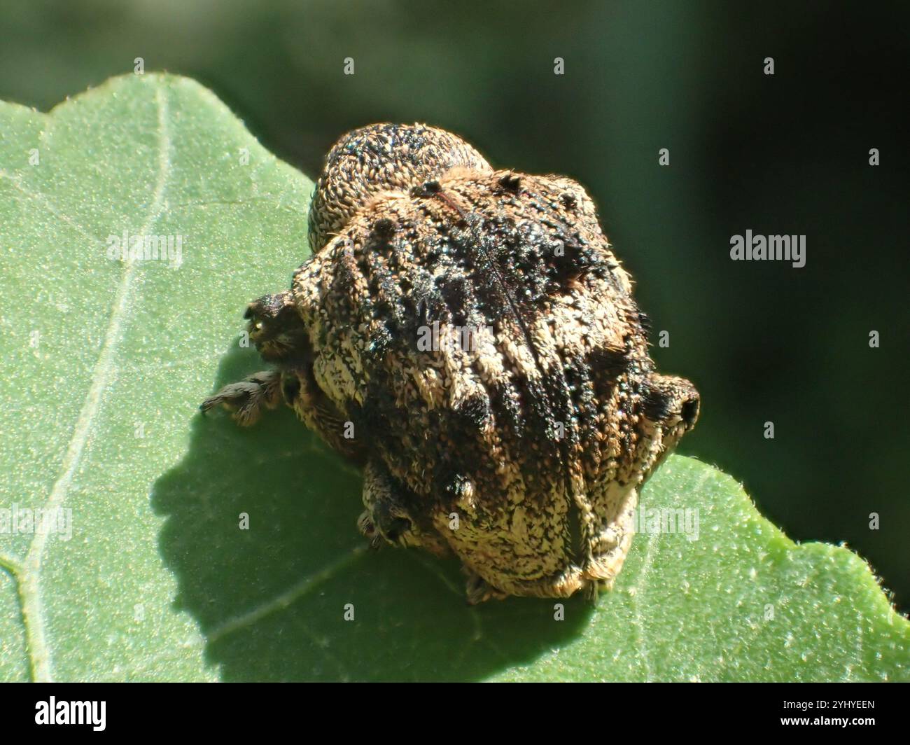 Desmidophorus hi-res stock photography and images - Alamy