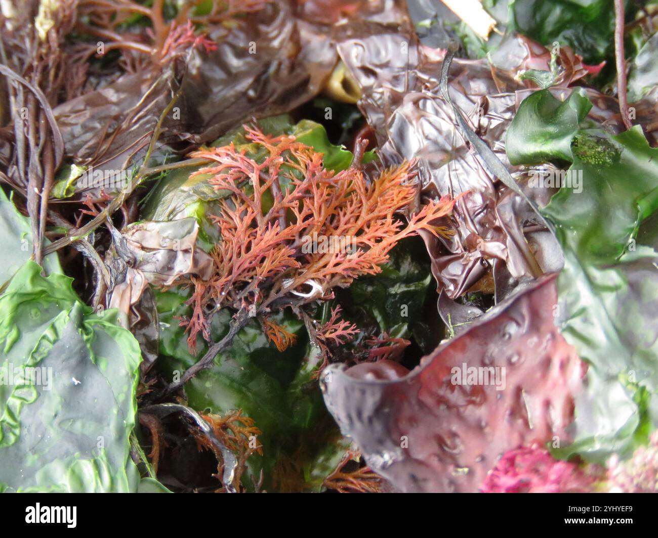 red algae (Rhodophyta Stock Photo - Alamy