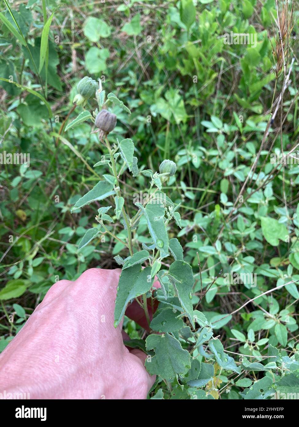 sweet Indian Mallow (Abutilon fruticosum Stock Photo - Alamy