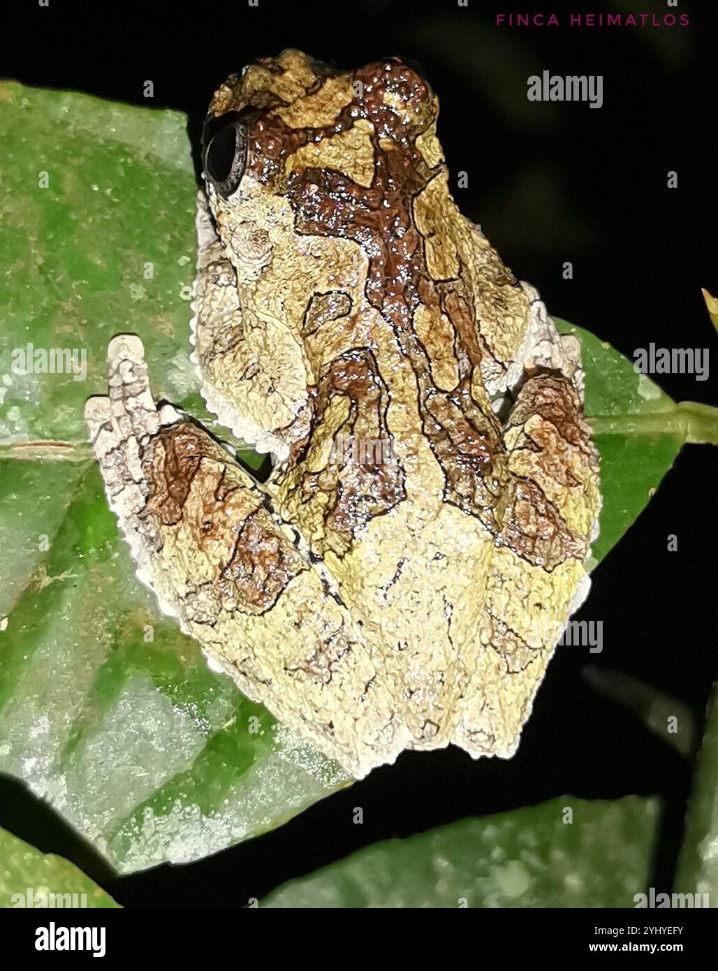 Marbled Tree Frog (Dendropsophus marmoratus Stock Photo - Alamy