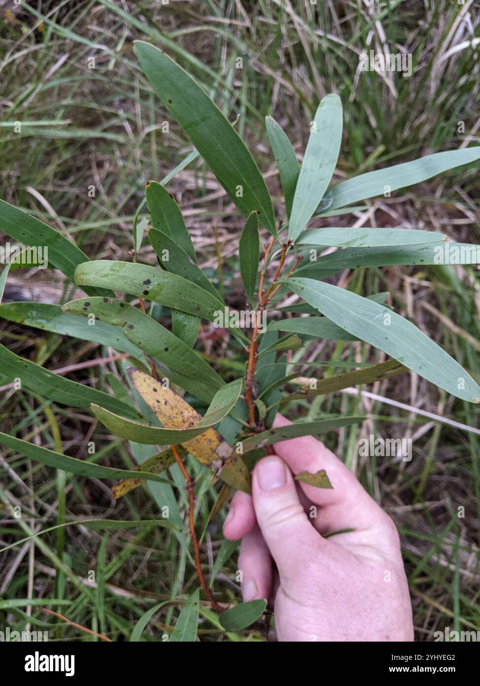 three-nerved willow hakea (Hakea florulenta Stock Photo - Alamy