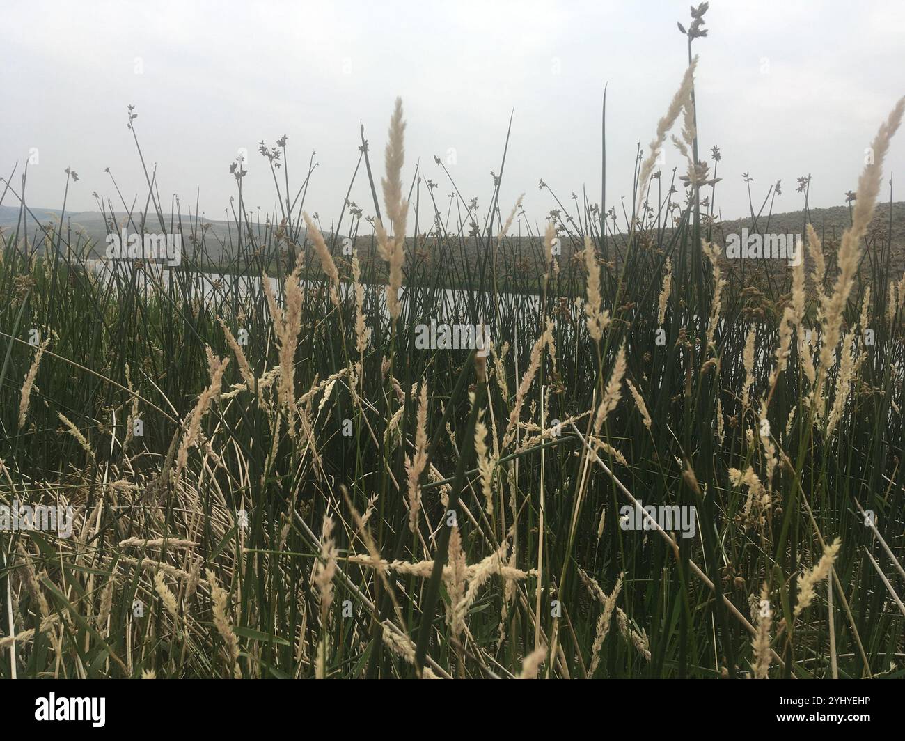 soft-stemmed bulrush (Schoenoplectus tabernaemontani Stock Photo - Alamy