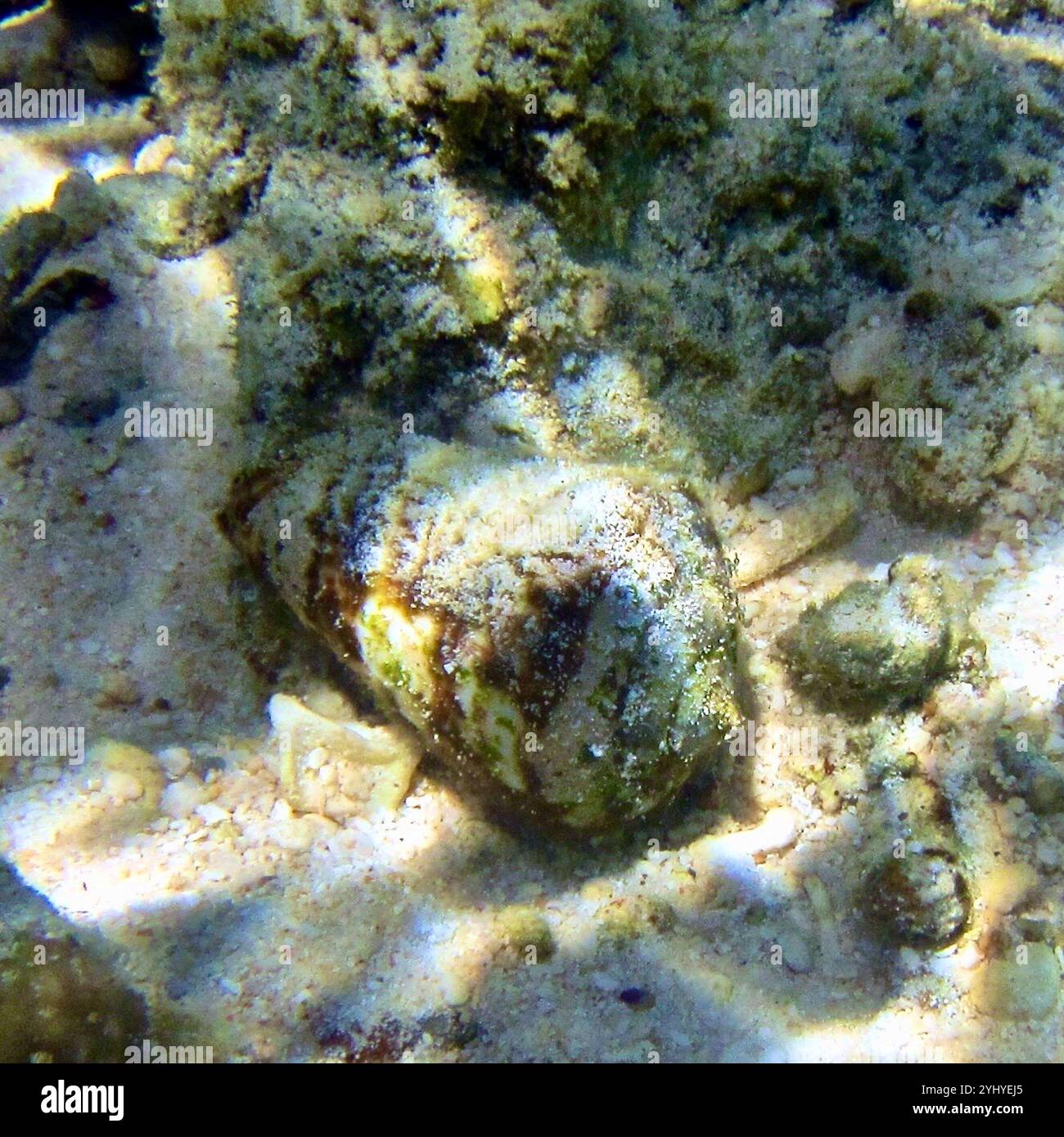 Strawberry Conch (Conomurex luhuanus Stock Photo - Alamy