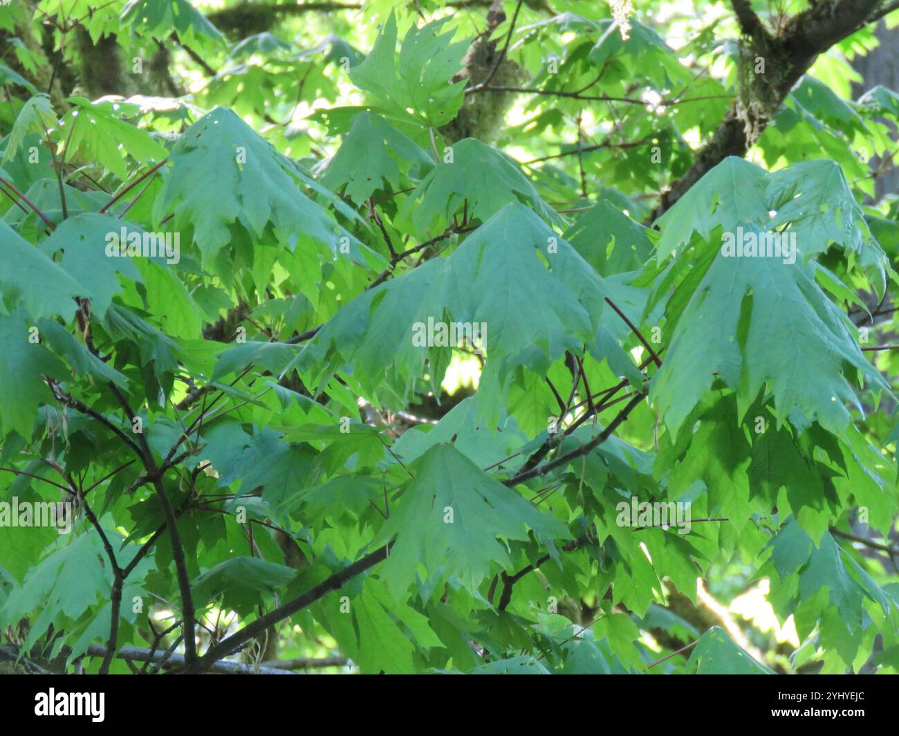 bigleaf maple (Acer macrophyllum Stock Photo - Alamy