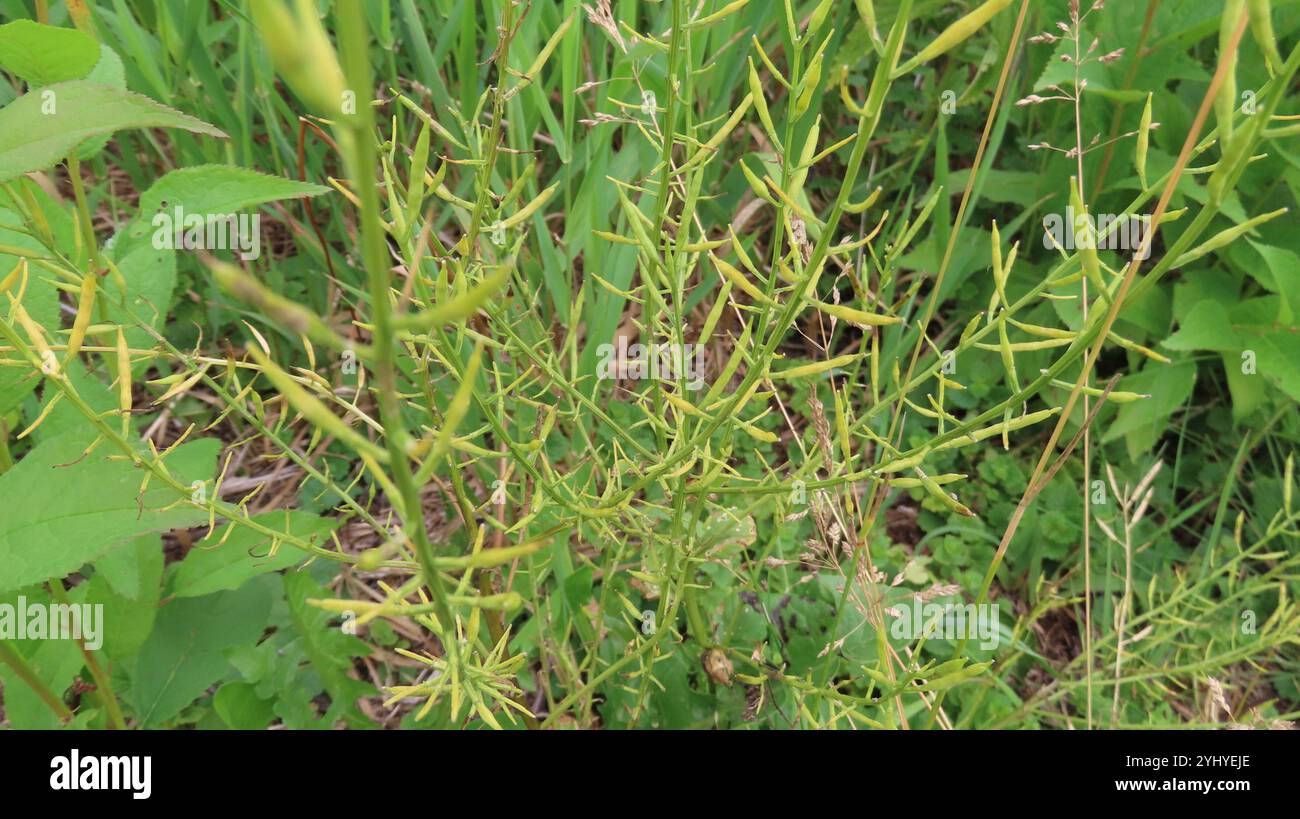 wormseed wallflower (Erysimum cheiranthoides Stock Photo - Alamy