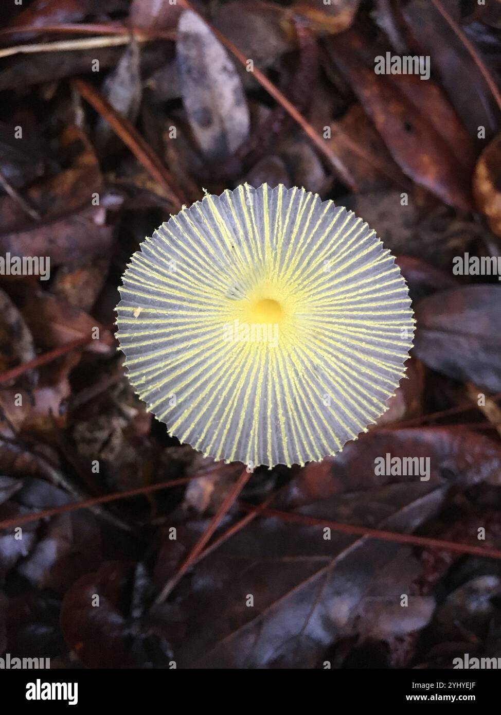 Fragile Dapperling (Leucocoprinus fragilissimus Stock Photo - Alamy