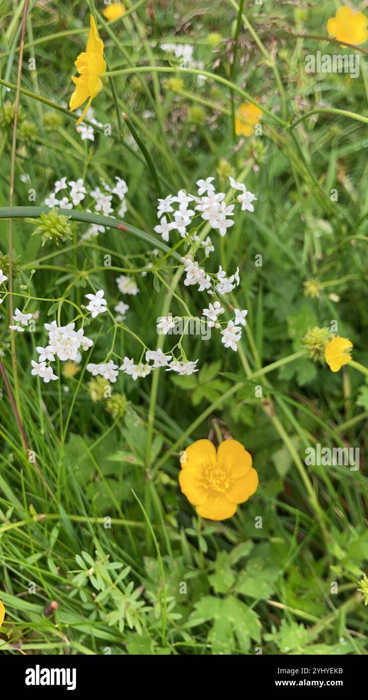 Common Marsh-bedstraw (Galium palustre Stock Photo - Alamy