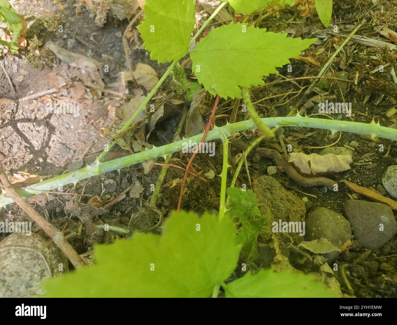 whitebark raspberry (Rubus leucodermis Stock Photo - Alamy