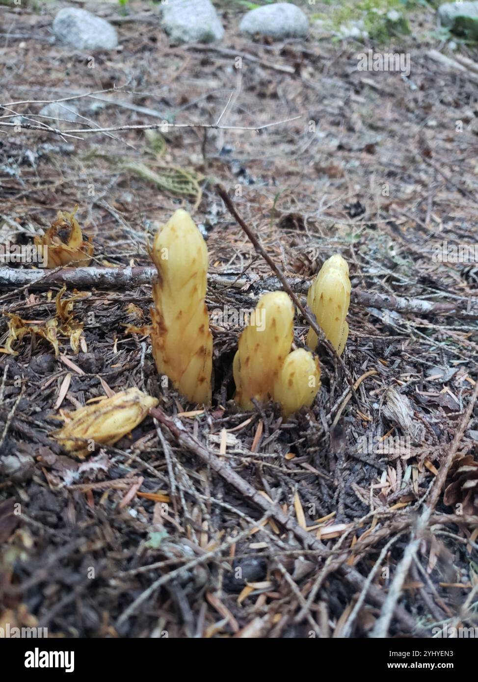 woodland pinedrops (Pterospora andromedea Stock Photo - Alamy