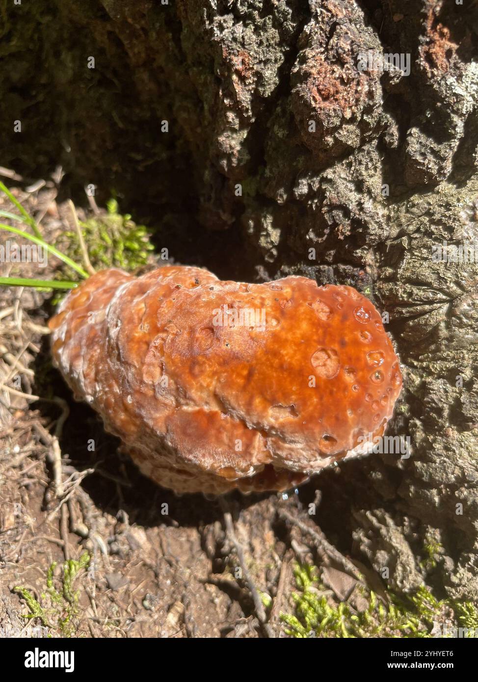 green cheese polypore (Fomitopsis spraguei Stock Photo - Alamy