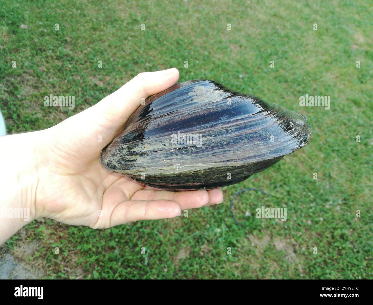 Chinese Pond Mussel (Sinanodonta woodiana Stock Photo - Alamy