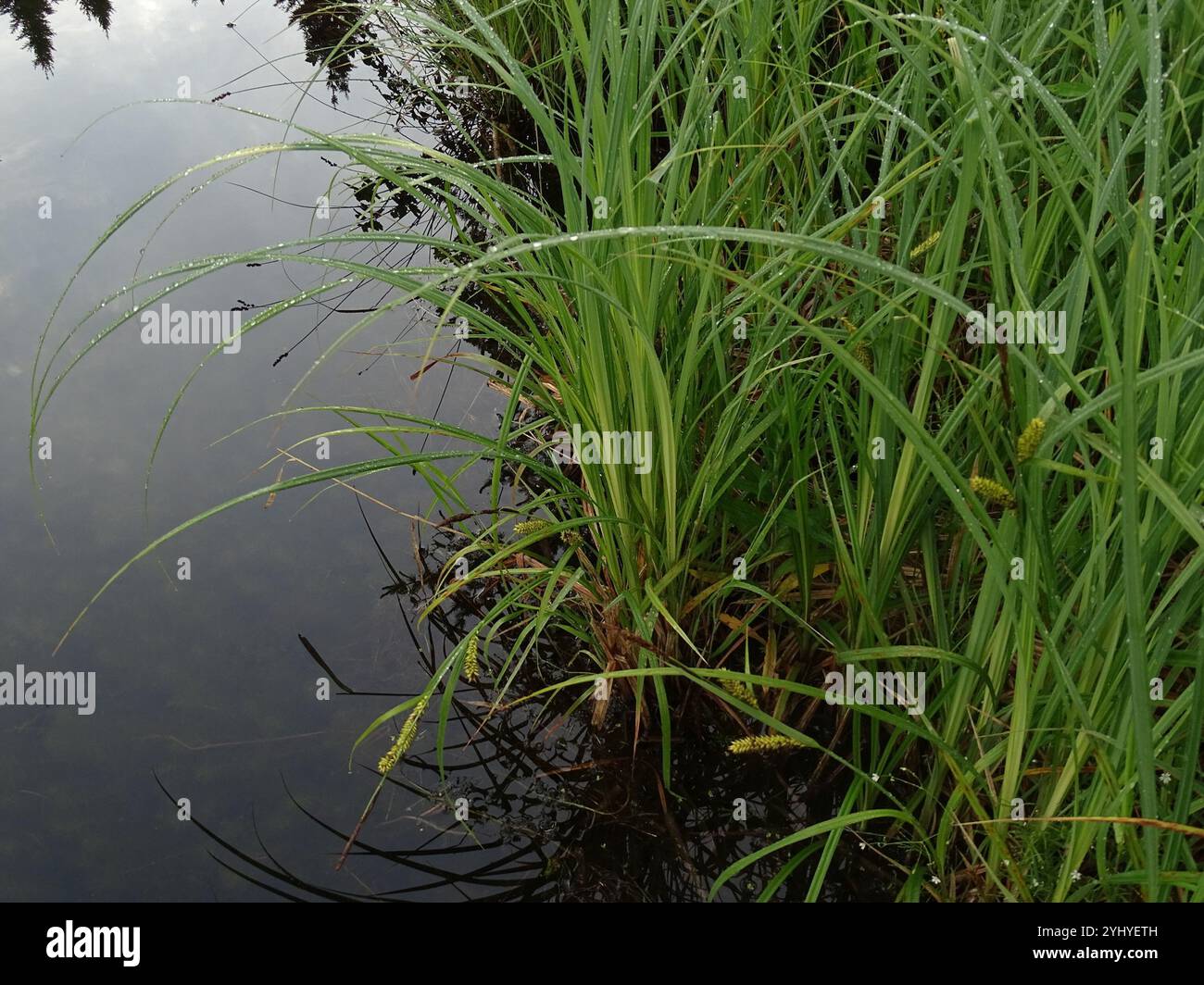 lake sedge (Carex lacustris Stock Photo - Alamy