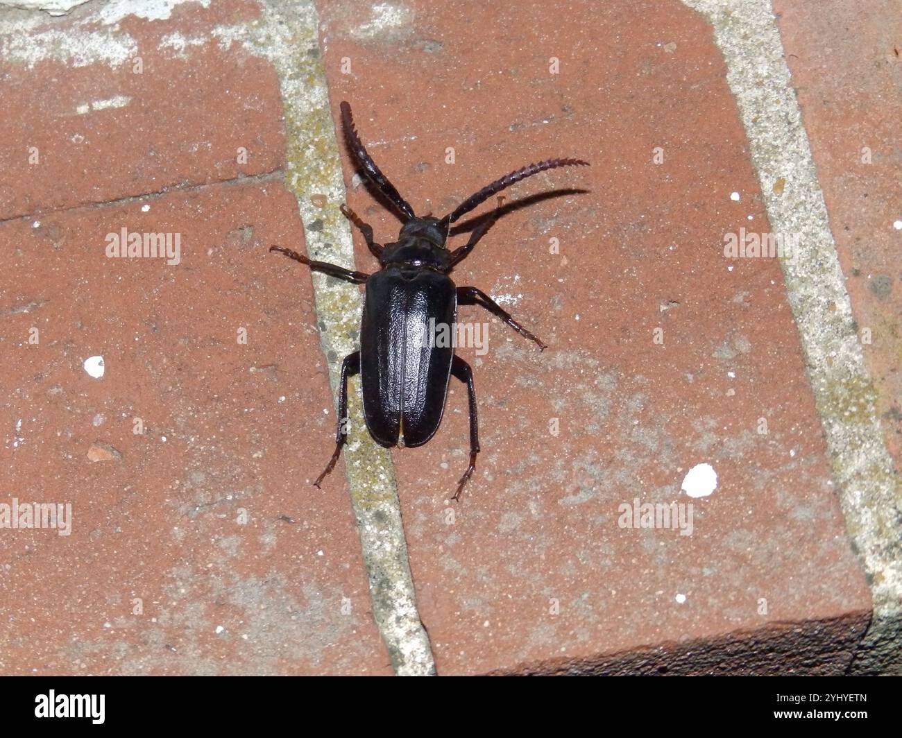 Tile-horned Prionus (Prionus imbricornis Stock Photo - Alamy