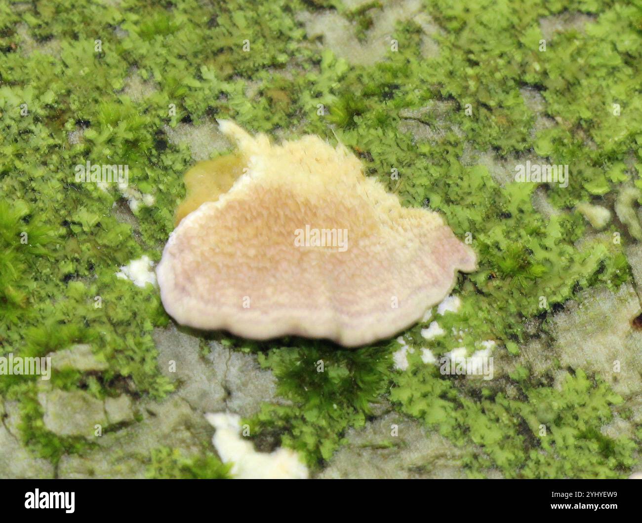 violet-toothed polypore (Trichaptum biforme Stock Photo - Alamy