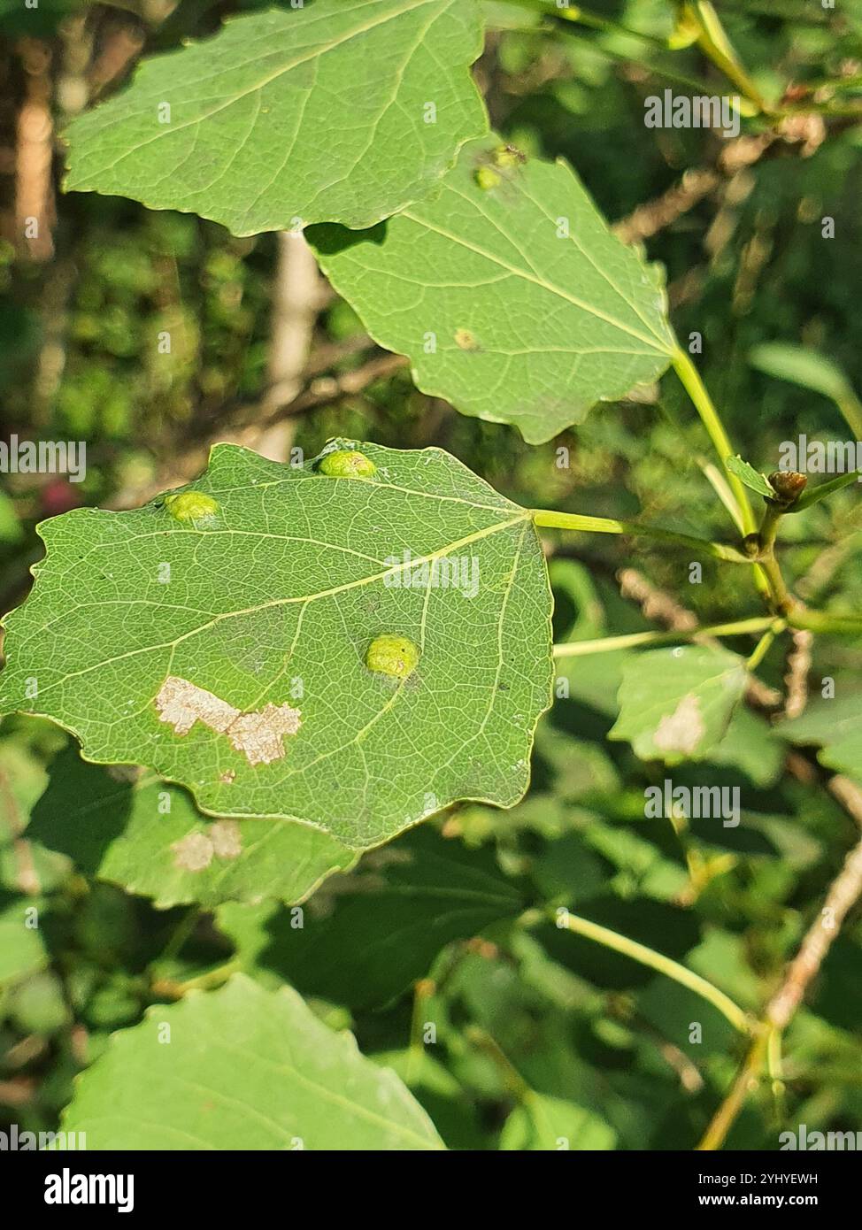 Poplar gall mite (Phyllocoptes populi Stock Photo - Alamy