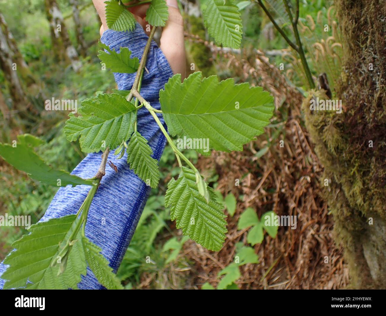 Red Alder (Alnus rubra Stock Photo - Alamy
