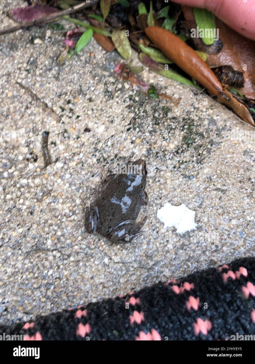 Western Narrow-mouthed Toad (Gastrophryne olivacea Stock Photo - Alamy