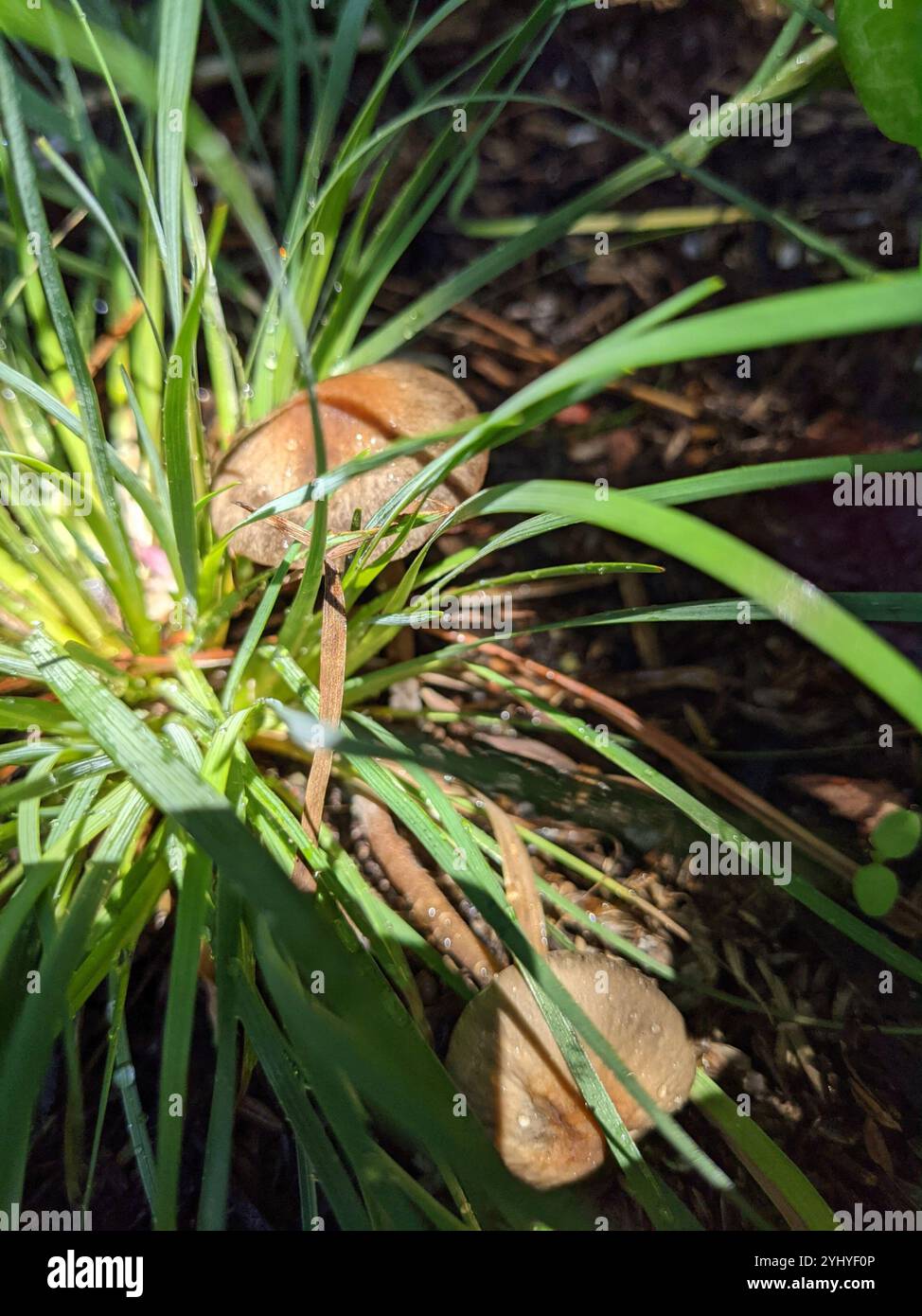 Banded Mottlegill (Panaeolus cinctulus Stock Photo - Alamy