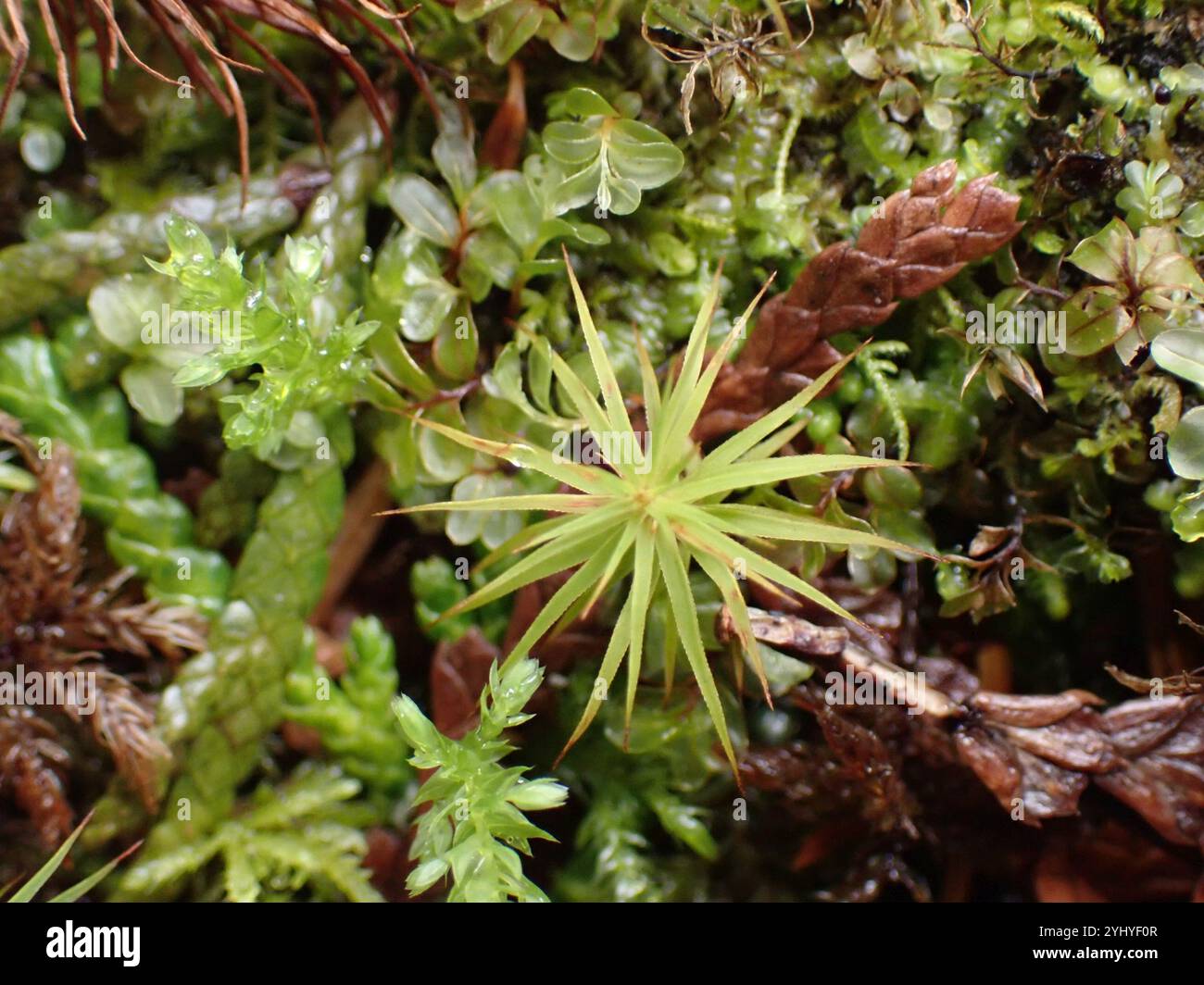 Common Haircap Moss (Polytrichum commune Stock Photo - Alamy
