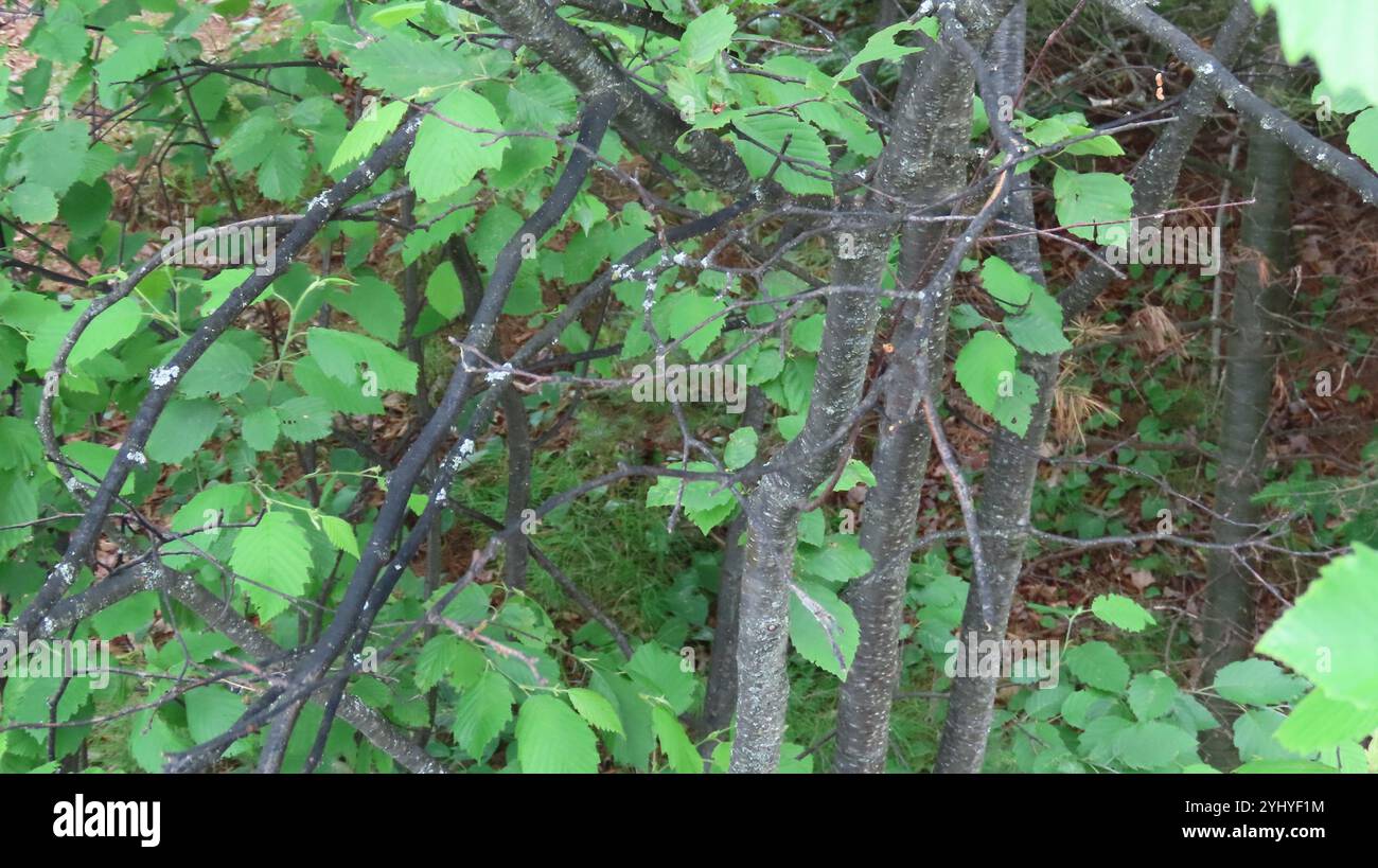 grey alder (Alnus incana Stock Photo - Alamy