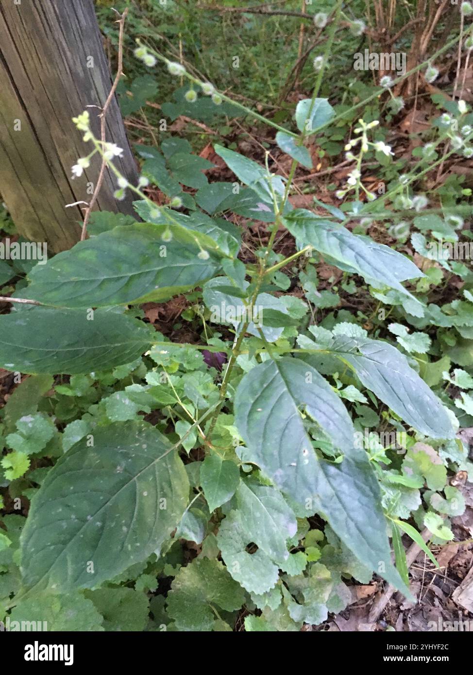broadleaf enchanter's nightshade (Circaea canadensis Stock Photo - Alamy