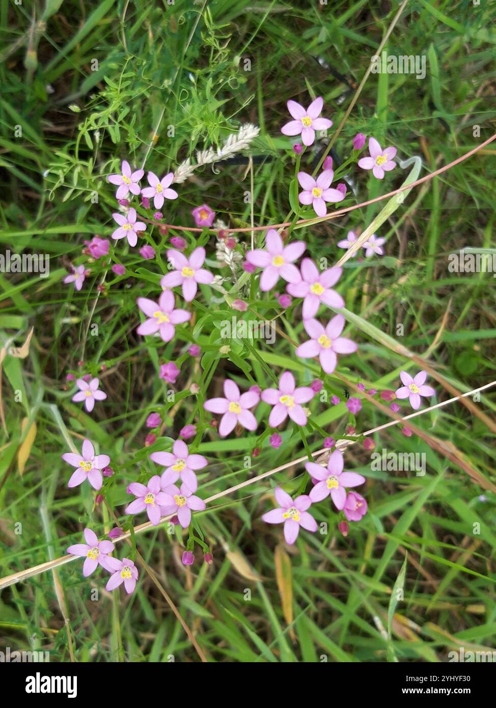 Common centaury (Centaurium erythraea Stock Photo - Alamy
