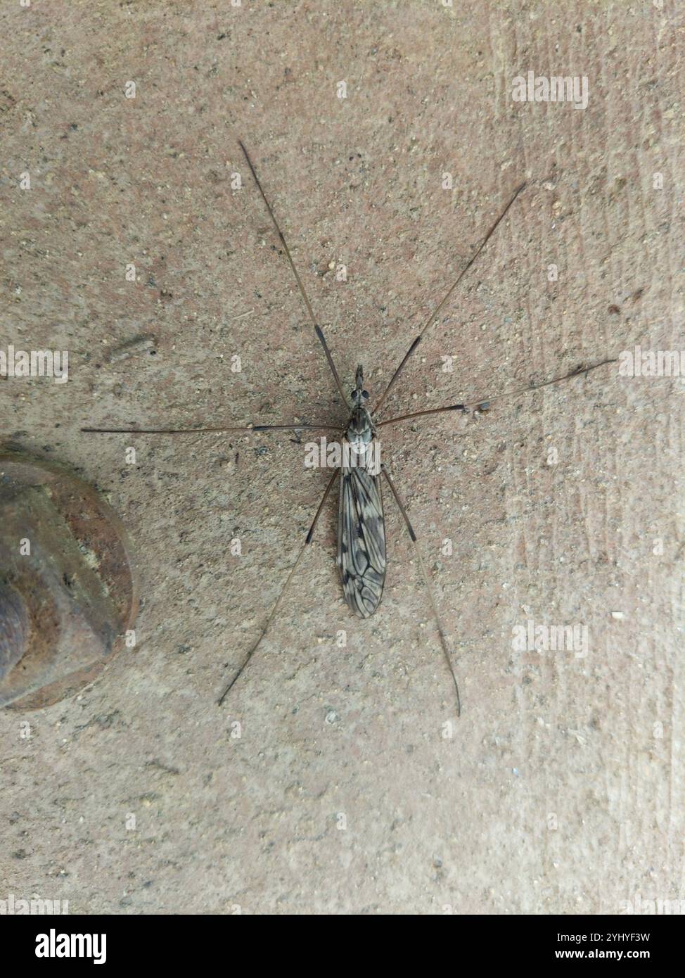 Common Crane Flies (Tipula Stock Photo - Alamy