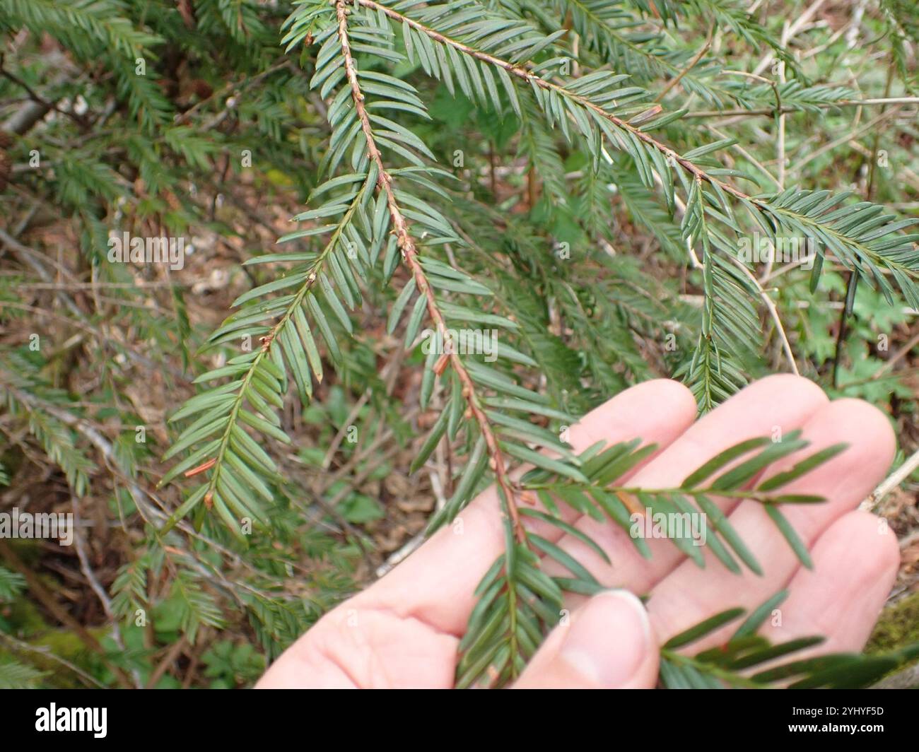 Pacific yew (Taxus brevifolia Stock Photo - Alamy