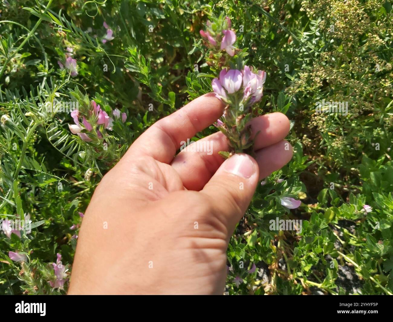 Trailing restharrow hi-res stock photography and images - Alamy