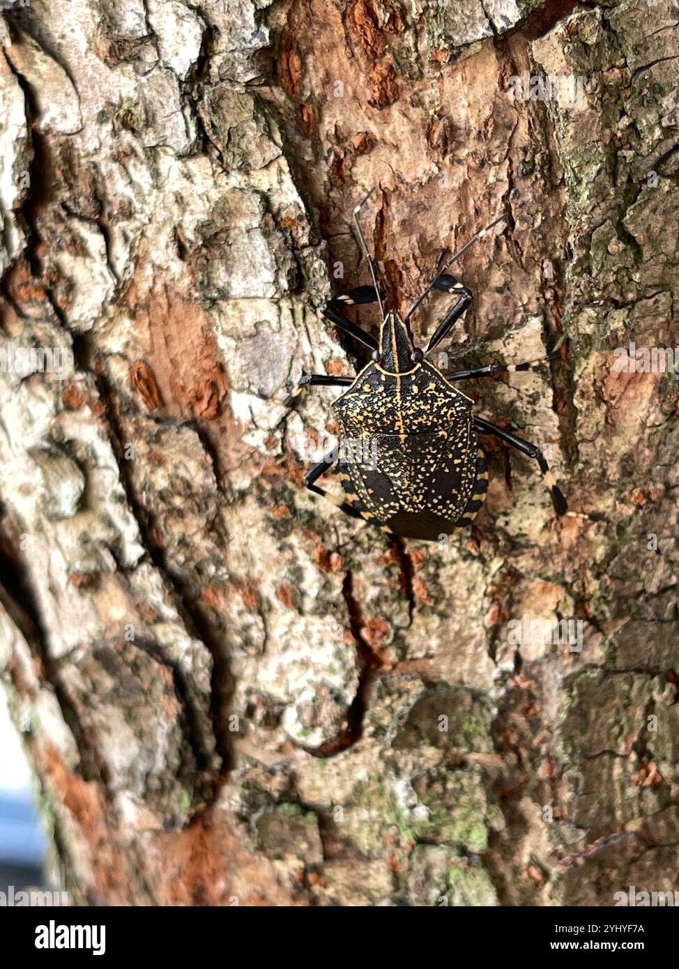 Yellow-spotted Stink Bug (Erthesina fullo Stock Photo - Alamy