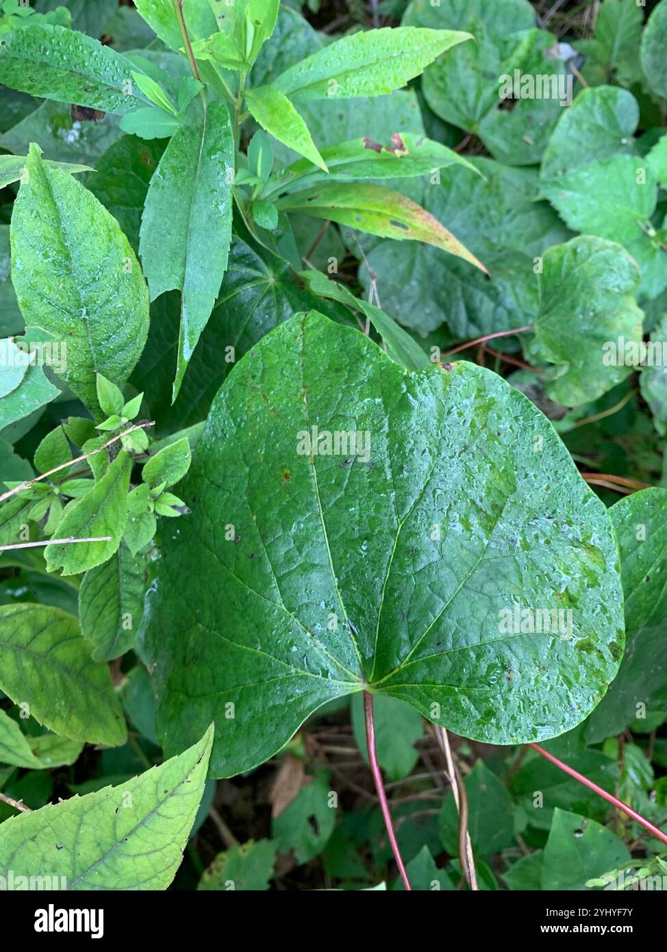 moonseed (Menispermum canadense Stock Photo - Alamy