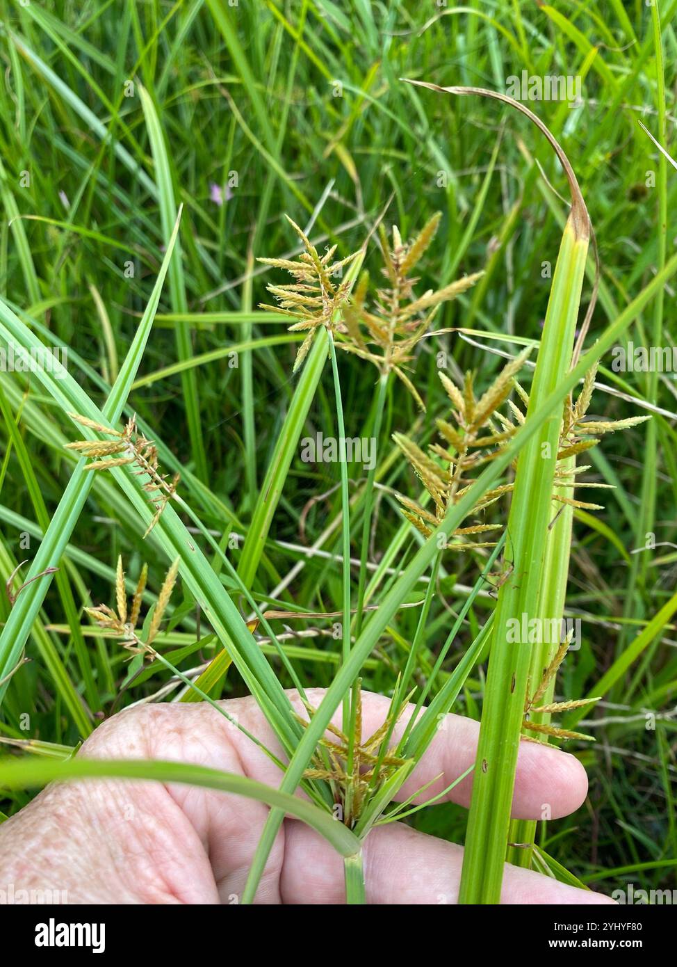 yellow nutsedge (Cyperus esculentus Stock Photo - Alamy