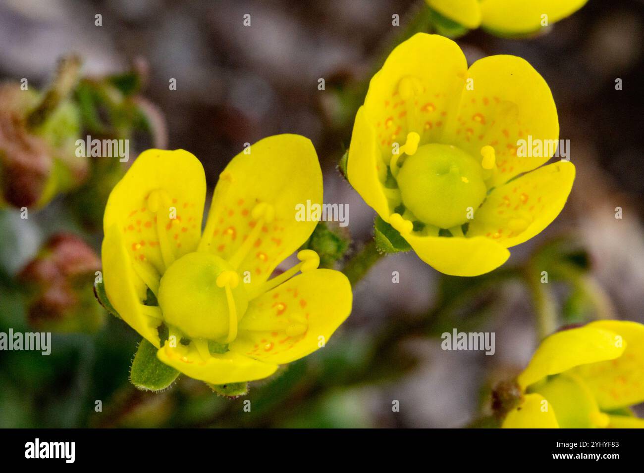 golden saxifrage (Saxifraga chrysantha Stock Photo - Alamy