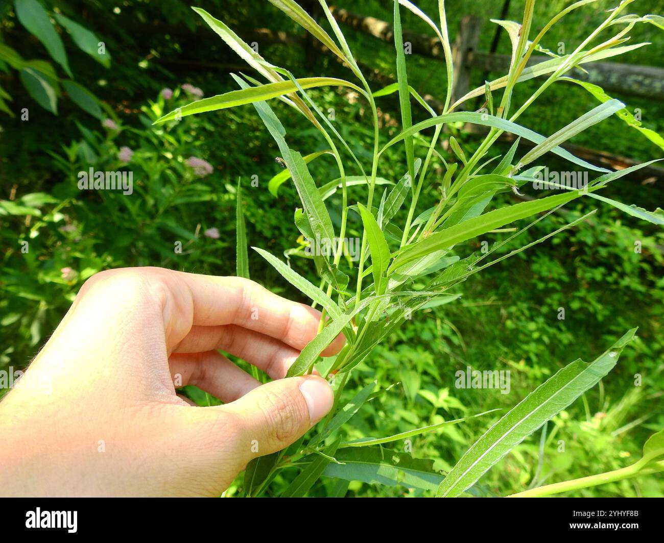 interior sandbar willow (Salix interior Stock Photo - Alamy
