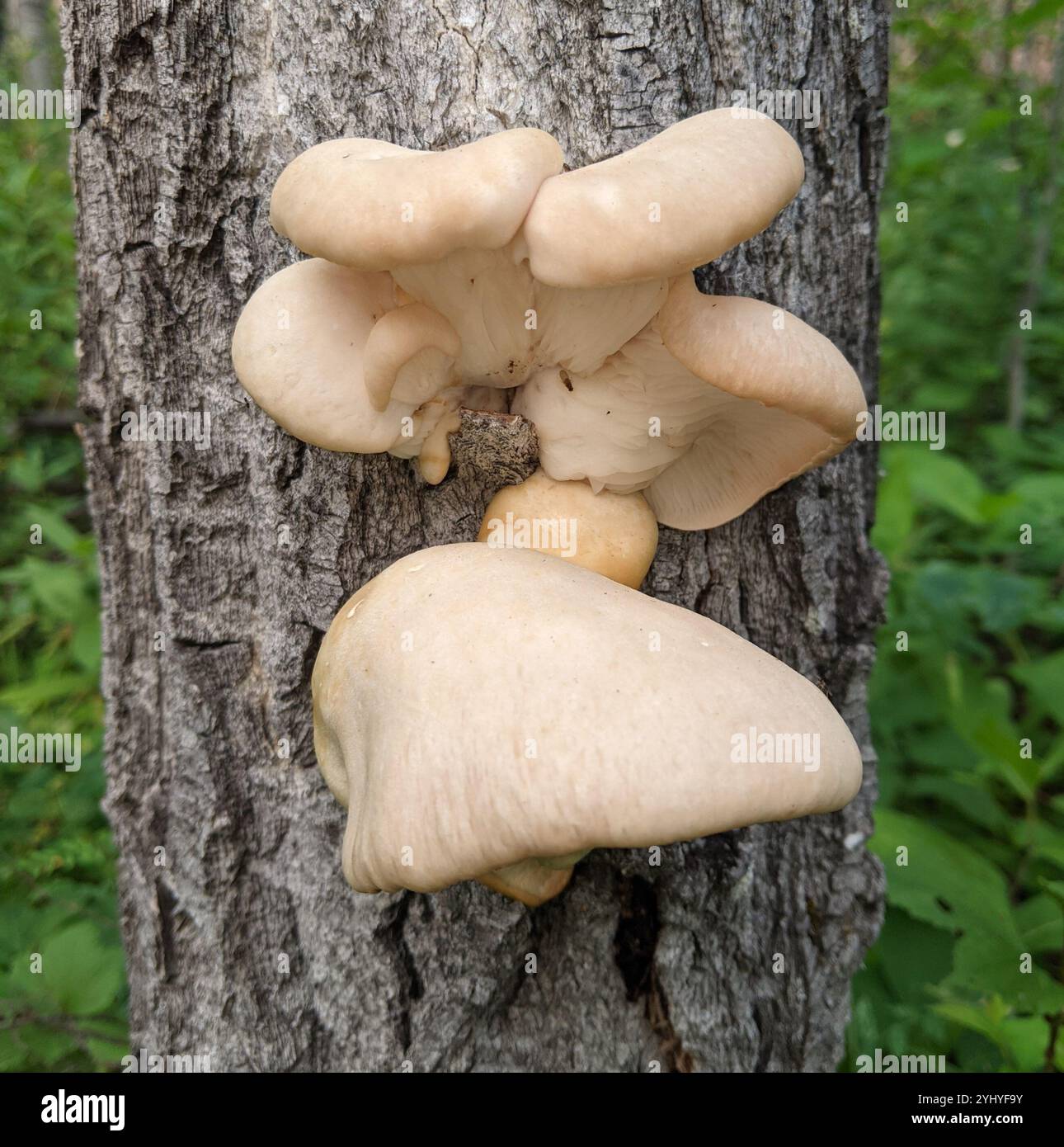 aspen oyster mushroom (Pleurotus populinus Stock Photo - Alamy