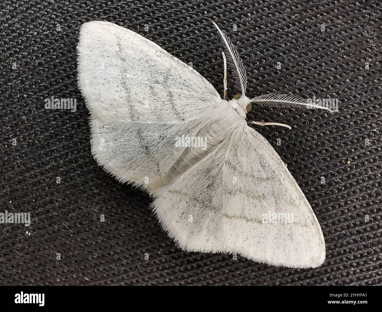 Common White Wave (Cabera pusaria Stock Photo - Alamy
