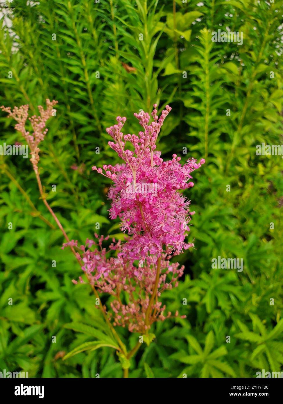 queen of the prairie (Filipendula rubra Stock Photo - Alamy